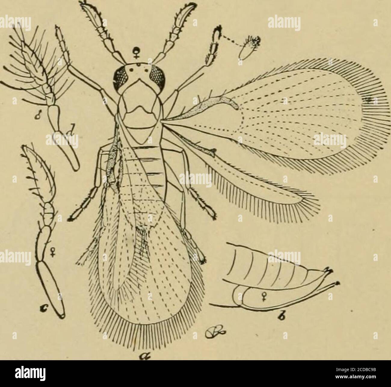 Trichogramma Chilonis Life Cycle