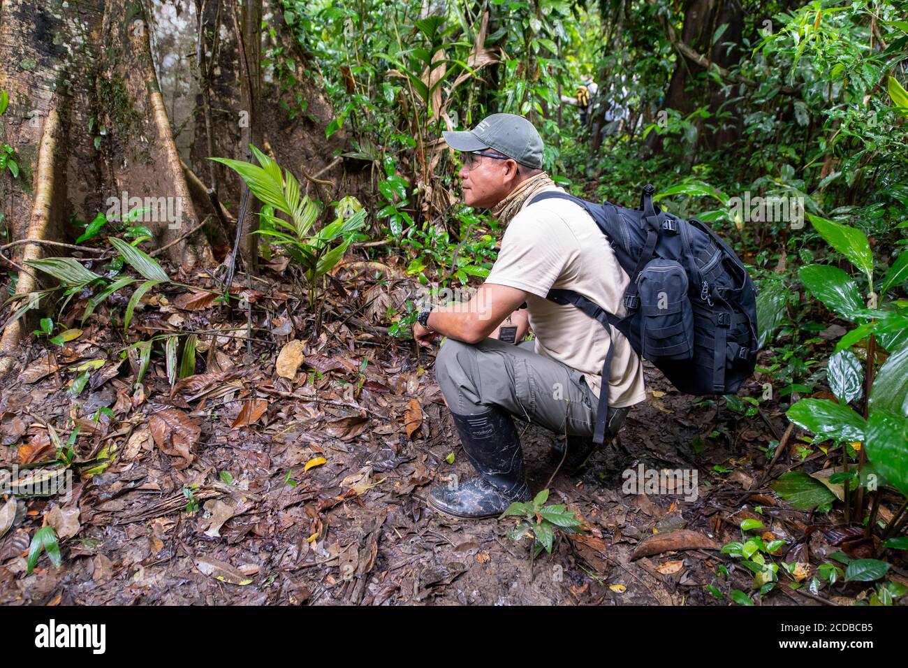 Amazon vines hi-res stock photography and images - Alamy