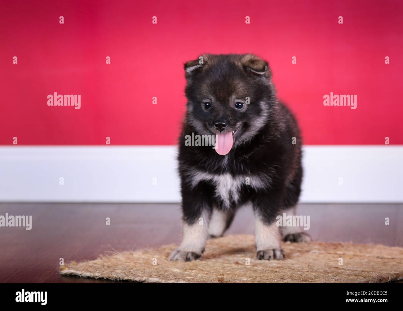 Cute pomsky hi-res stock photography and images - Alamy