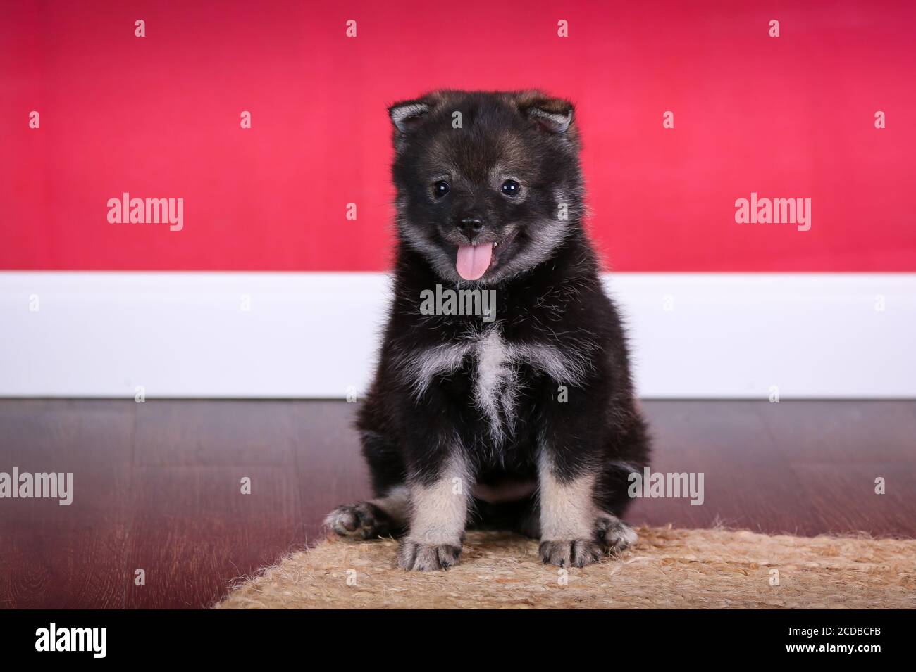 Cute Pomsky High Resolution Stock Photography and Images - Alamy
