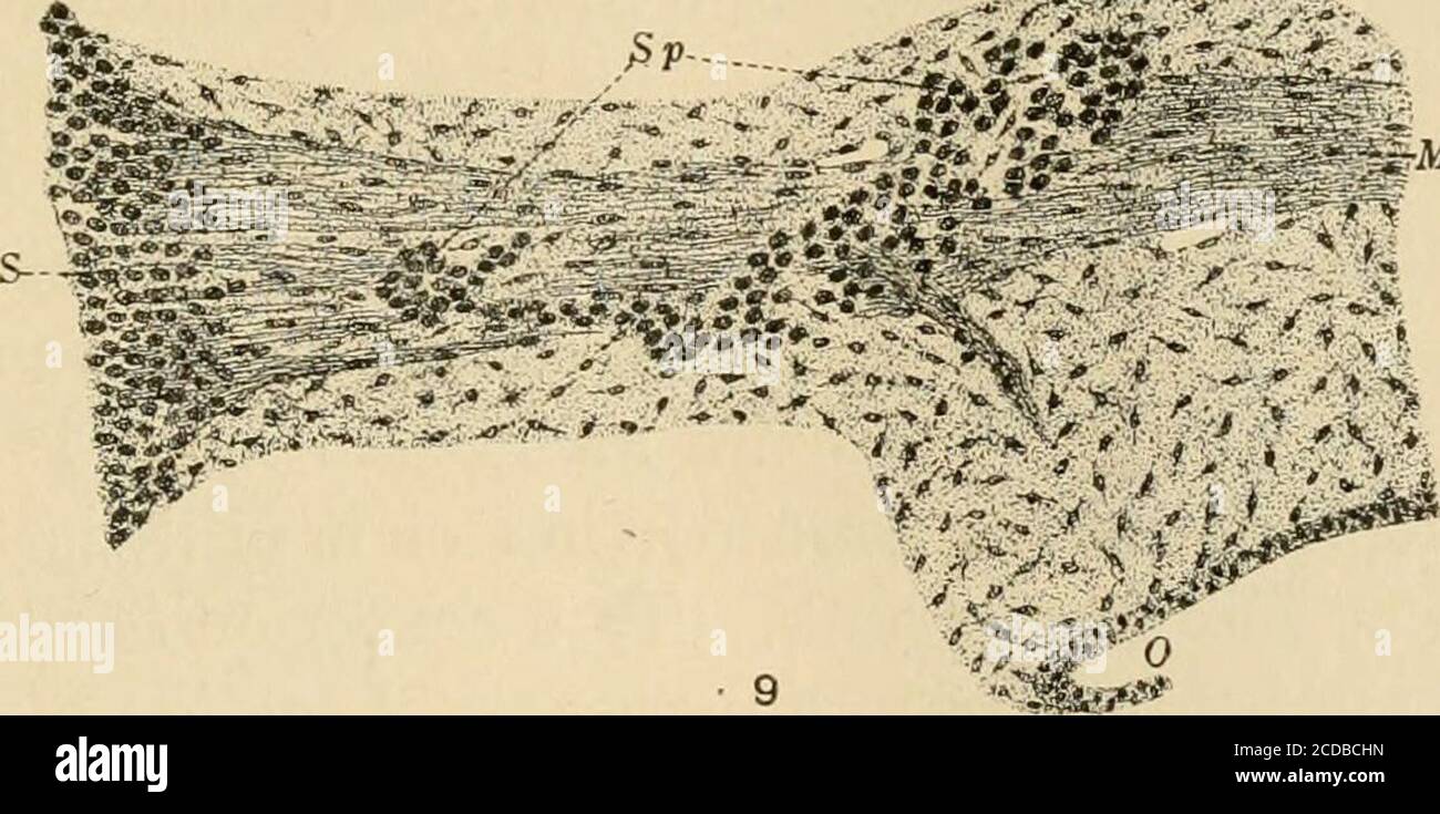 Parasagittal Section