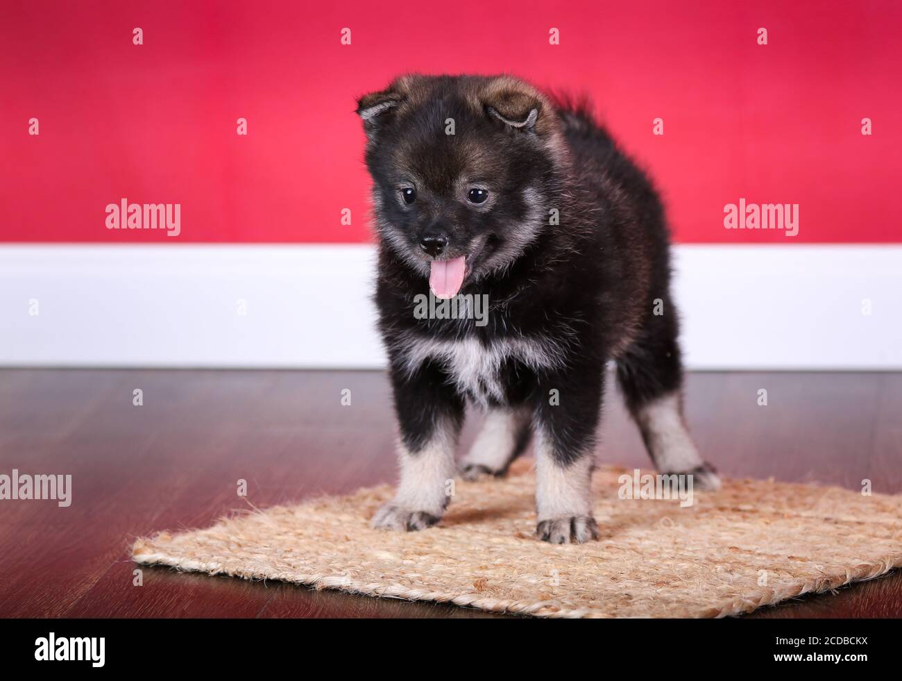 Pomsky Puppies High Resolution Stock Photography and Images - Alamy
