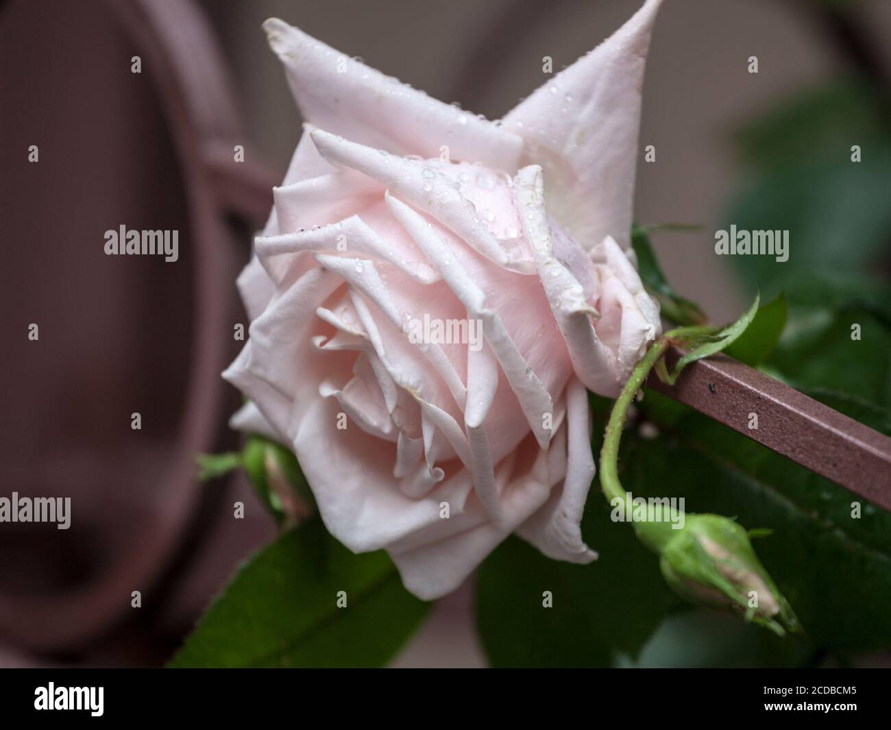 Dripping rose hi-res stock photography and images - Alamy