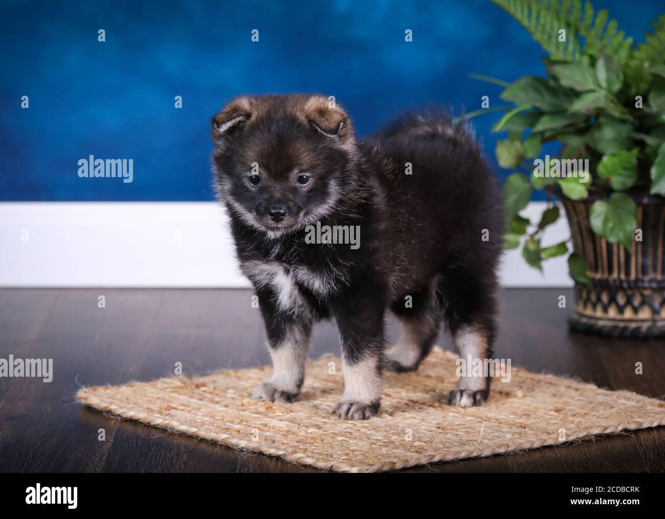 Cute pomsky hi-res stock photography and images - Alamy