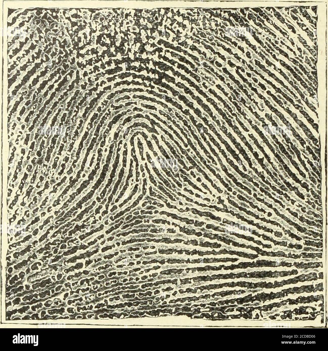 . Classification and uses of finger prints [electronic resource] . Fig ...