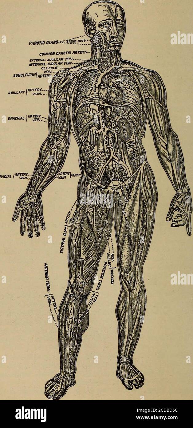 Inner Thigh Artery