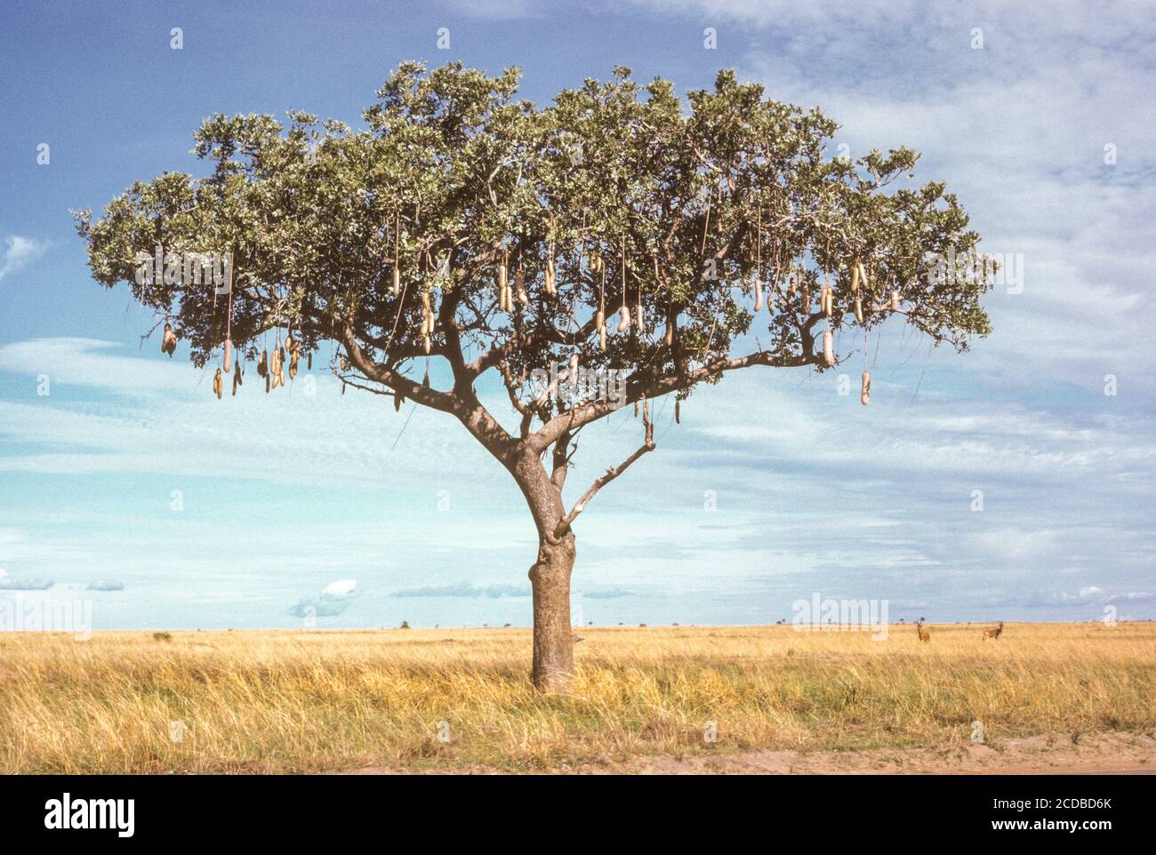 Murchison Park, Uganda. Sausage Tree (Kigelia africana), and Landscape ...