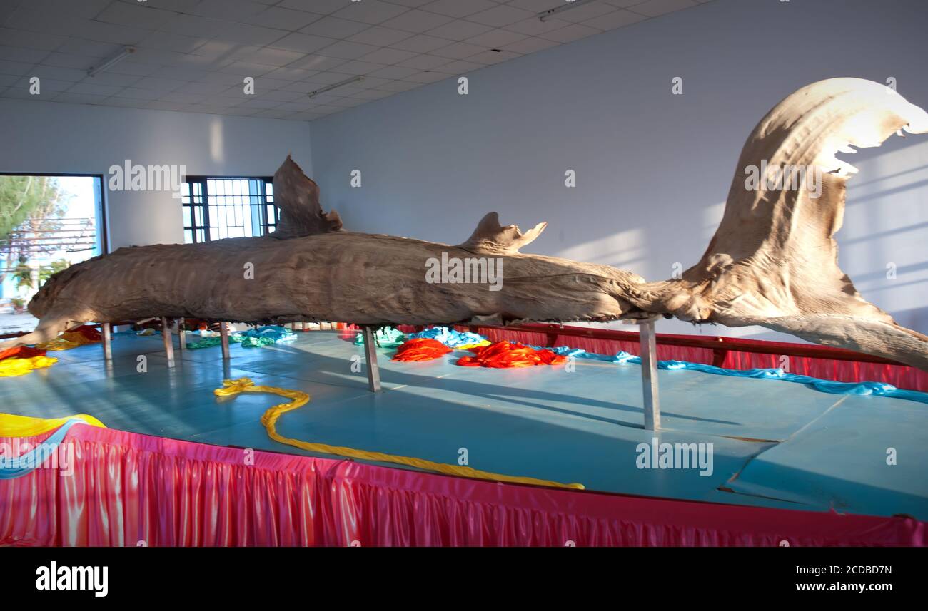 The museum displays whales, the sea of Vietnam Stock Photo - Alamy