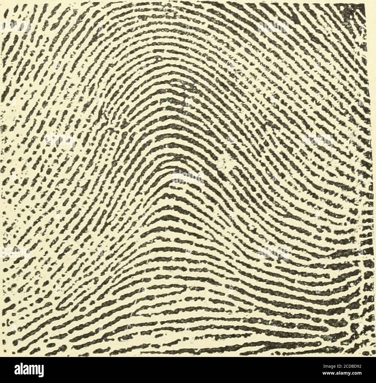 Whorl finger hi-res stock photography and images - Alamy