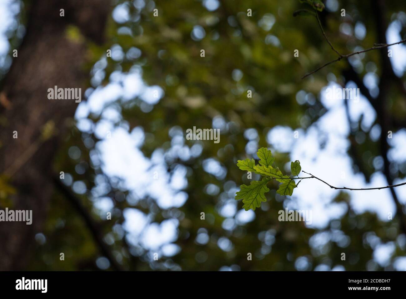 Closeup on a quercus robus branch with a focus on a oak leaf. Quercus ...
