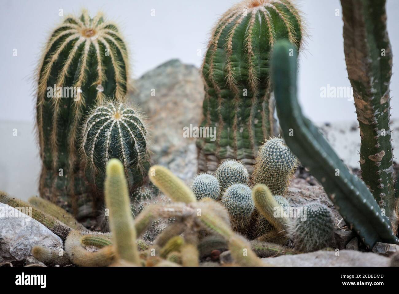 Different types of cactus, of varius shapes, from round to long cactus ...