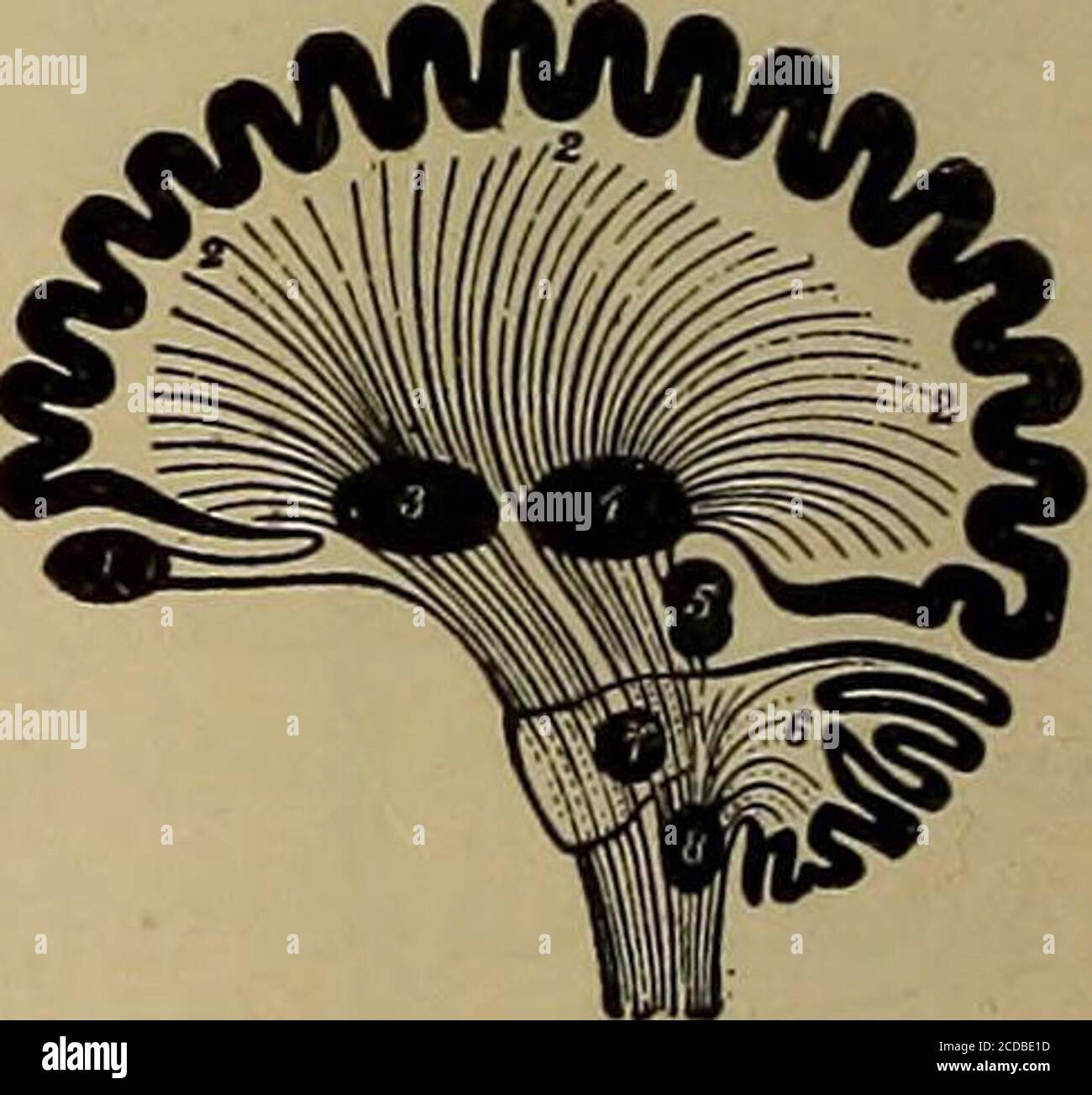 Causes paralysis hi-res stock photography and images - Alamy