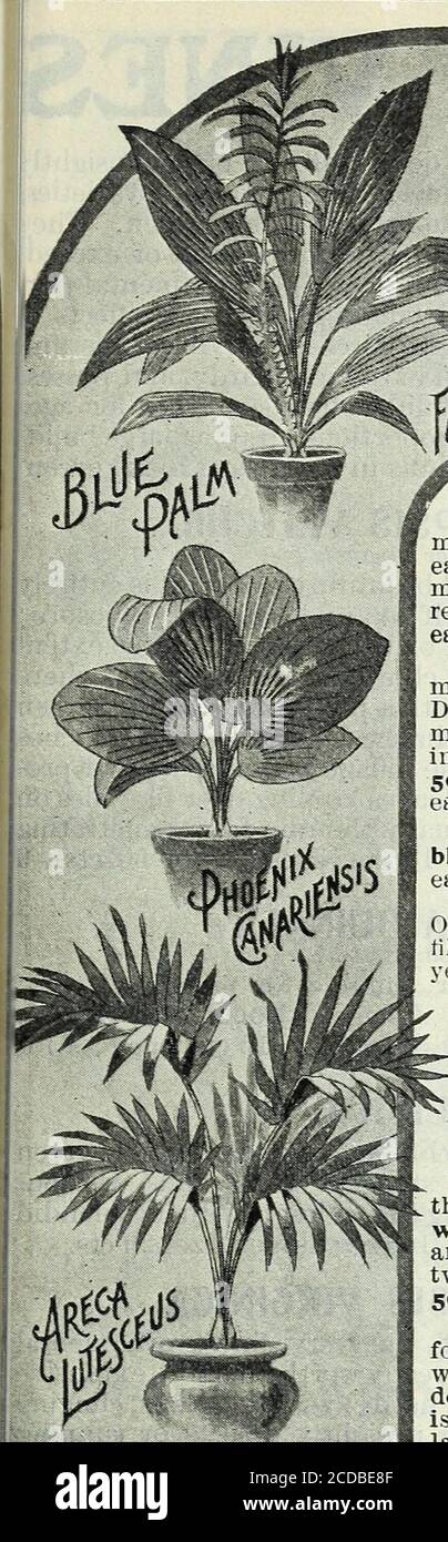 . Our new guide to rose culture : typical D.&C. roses painted from ...