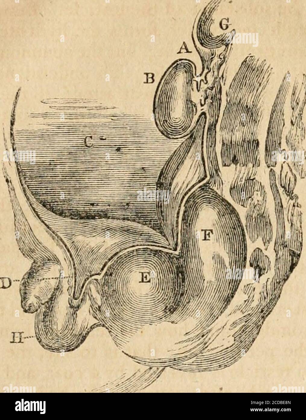 Human anatomy muscles bones intestines hi-res stock photography and ...