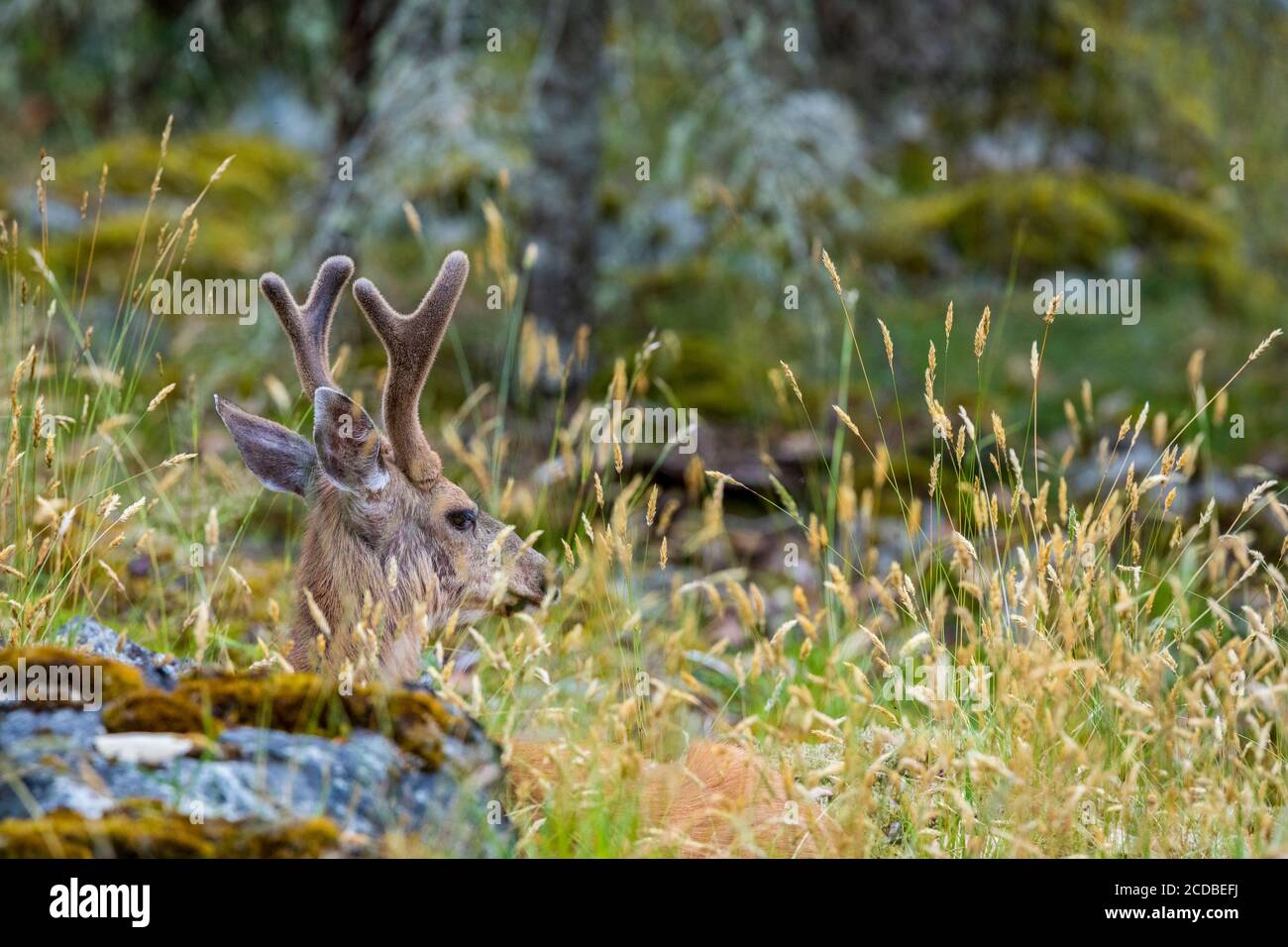British predators hi-res stock photography and images - Alamy