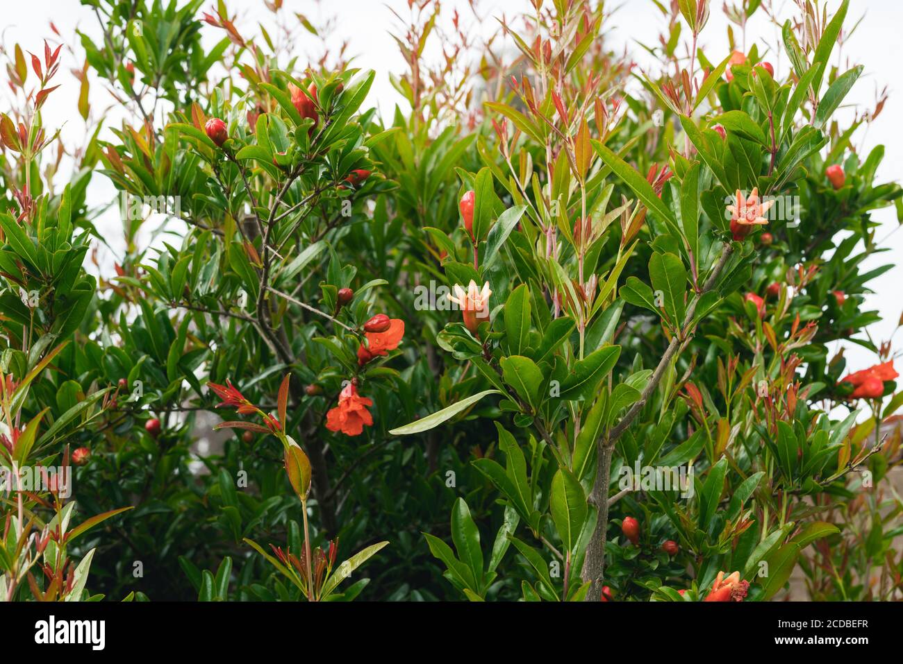 Pomegranate trees in bloom hi-res stock photography and images - Alamy