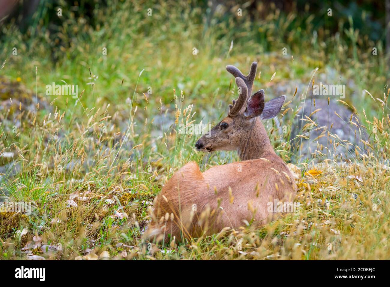 A young male black-tailed deer keeps a watchful eye for predators on ...