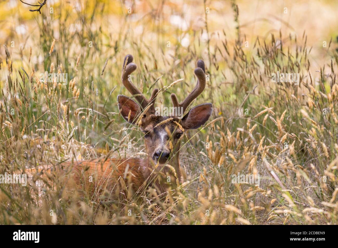 British predators hi-res stock photography and images - Alamy