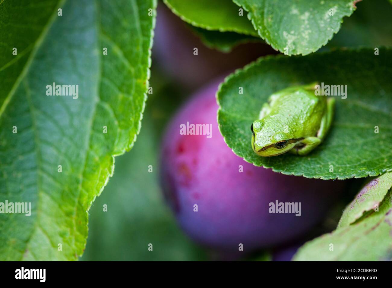 A Pacific Tree frog, Hyla regilla rests on the leaf of a plum tree ...