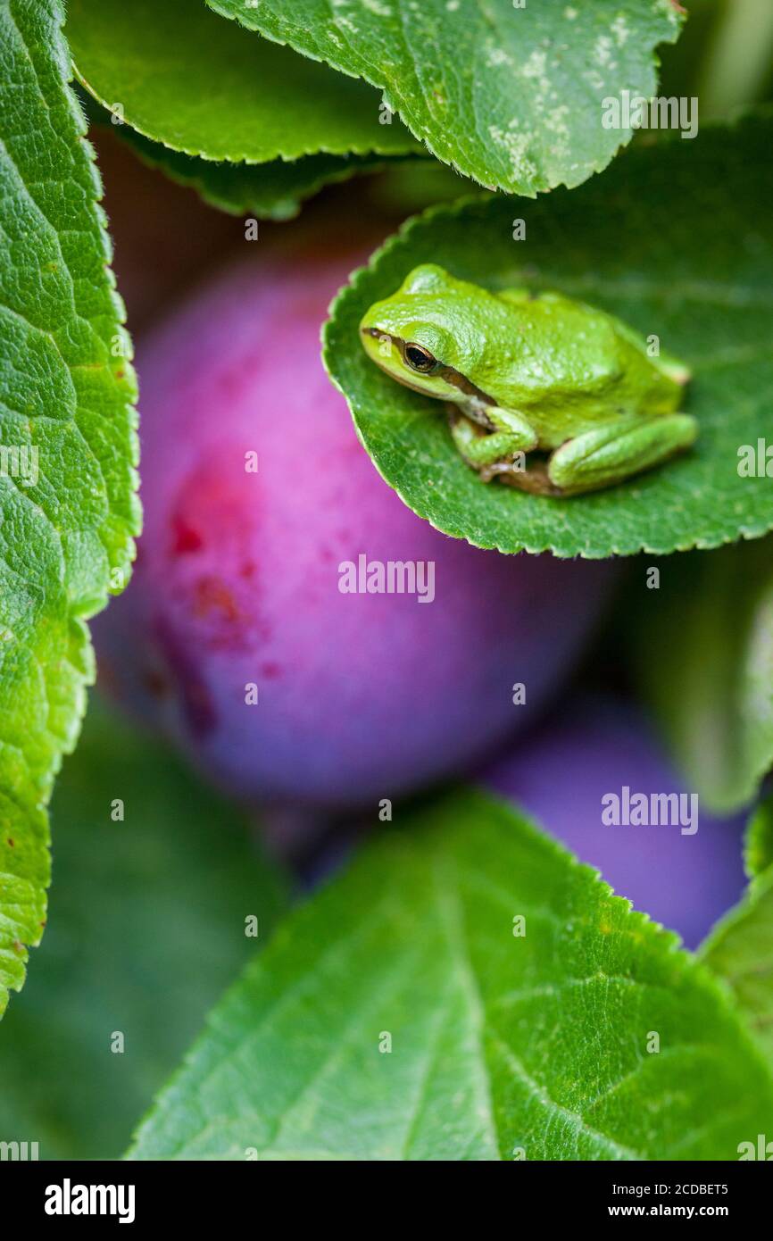 A Pacific Tree frog, Hyla regilla rests on the leaf of a plum tree ...