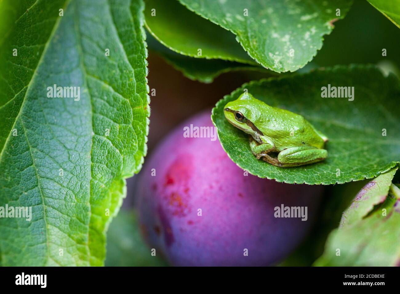 A Pacific Tree frog, Hyla regilla rests on the leaf of a plum tree ...