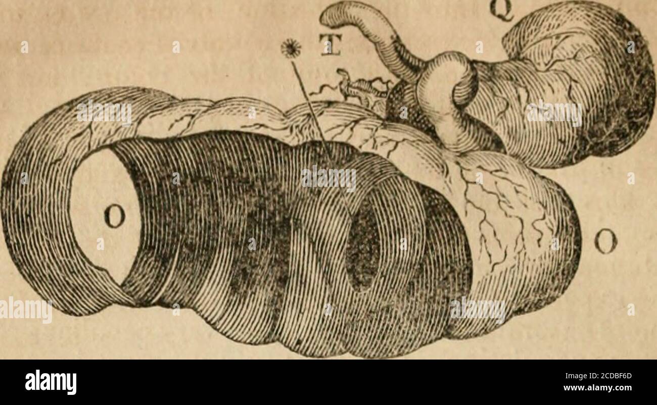 Human anatomy muscles bones intestines hi-res stock photography and ...