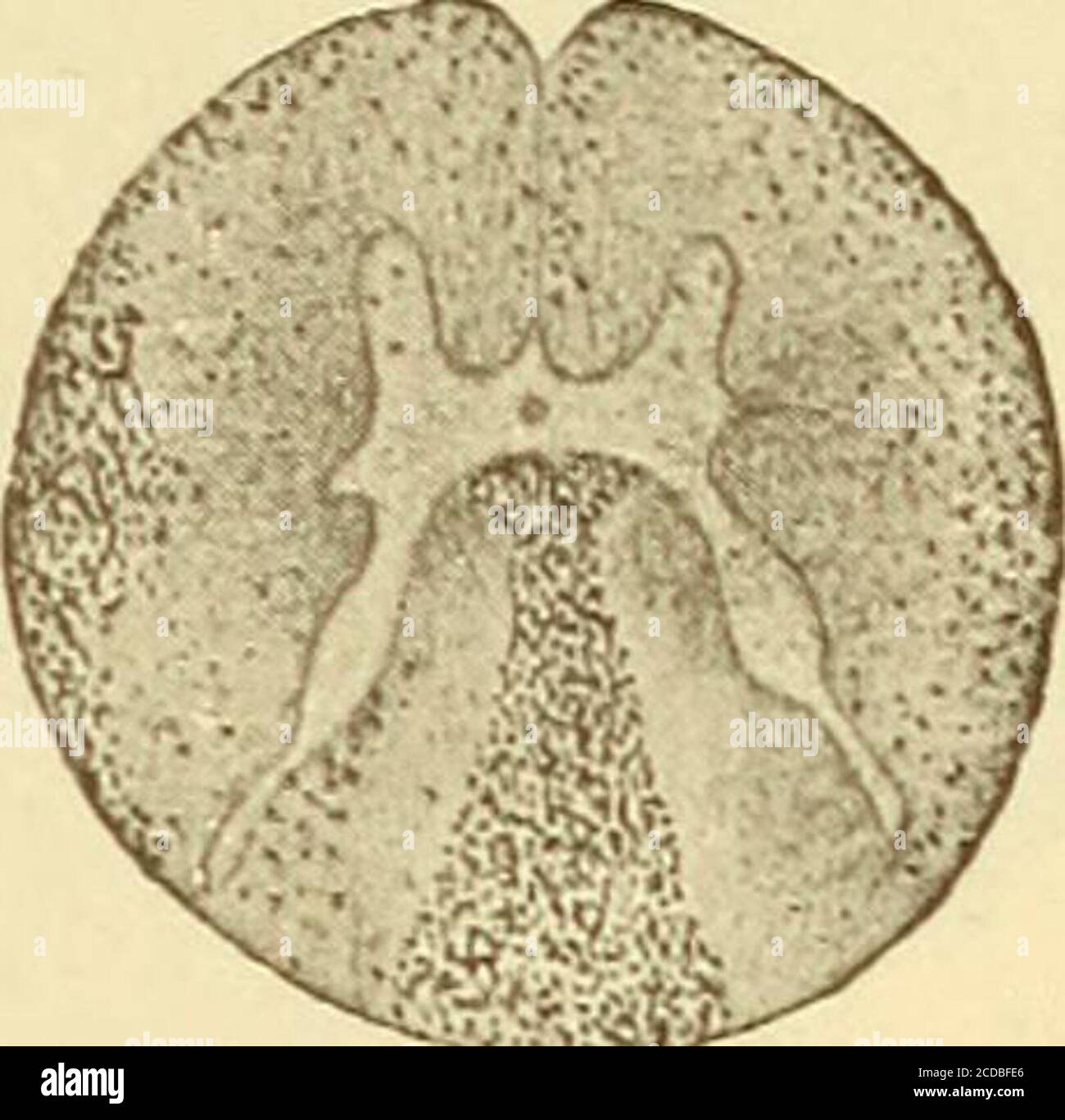Lateral lemniscus hi-res stock photography and images - Alamy