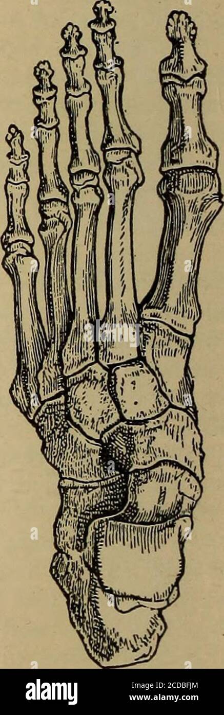 Ungual hi-res stock photography and images - Alamy