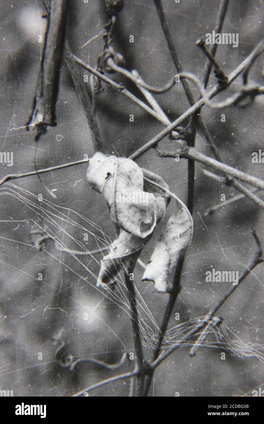 Fine 1970s vintage black and white photography of a closeup of wild ...