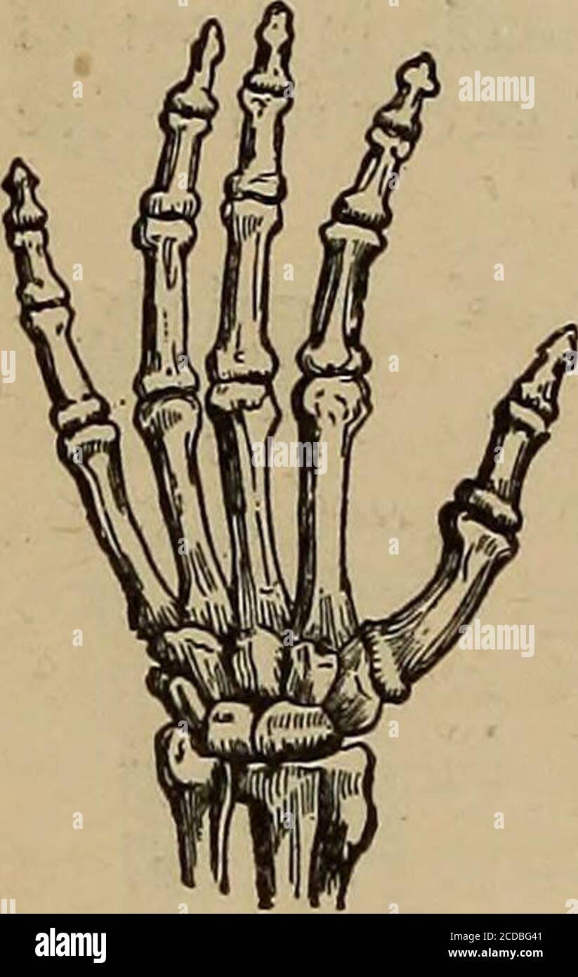 Styloid process of ulna hi-res stock photography and images - Alamy