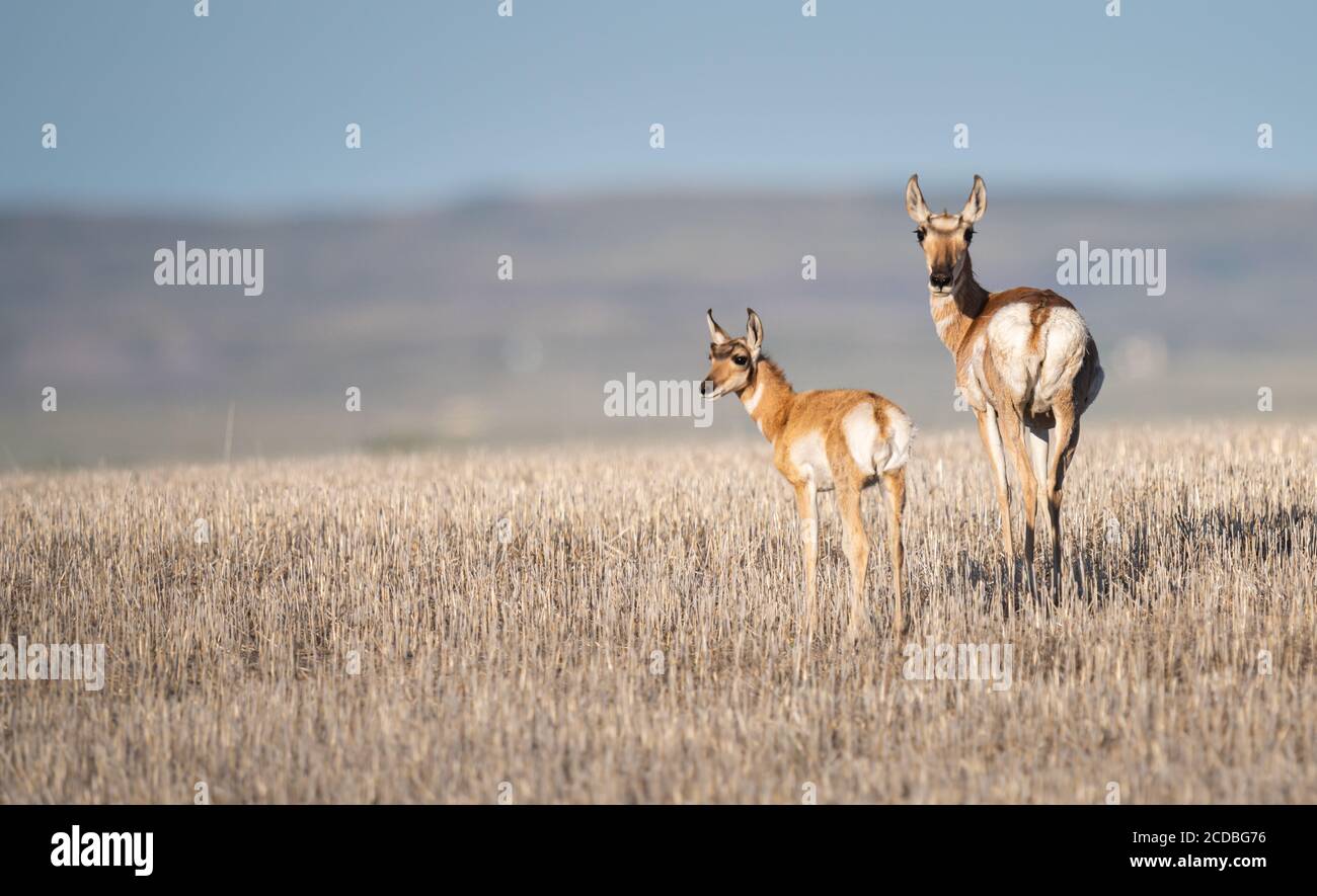 Pronghorn in canadian wilderness hi-res stock photography and images ...