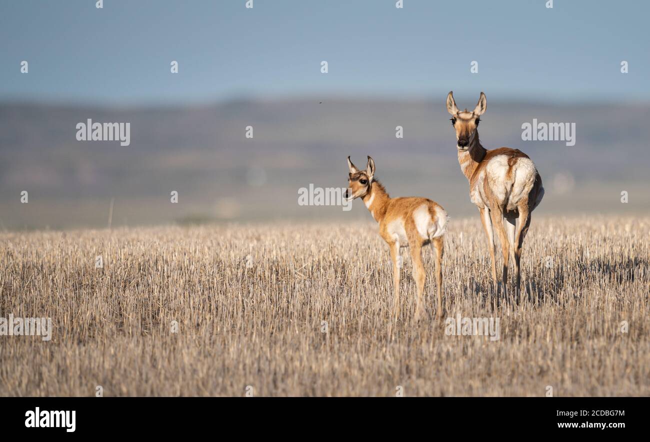 Pronghorn in canadian wilderness hi-res stock photography and images ...