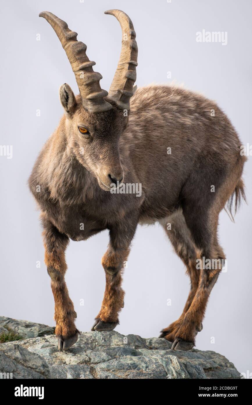 Swiss Alpine Goat