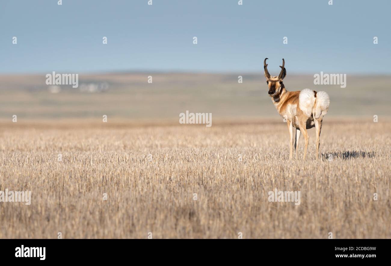 Pronghorn in canadian wilderness hi-res stock photography and images ...