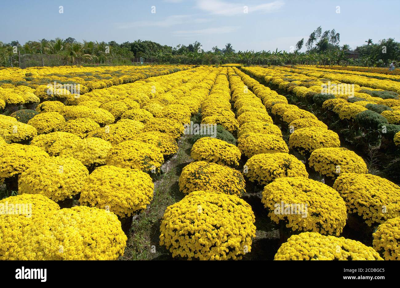 Terraced rice field inside fog and morning ray in Mu Cang Chai Vietnam ...