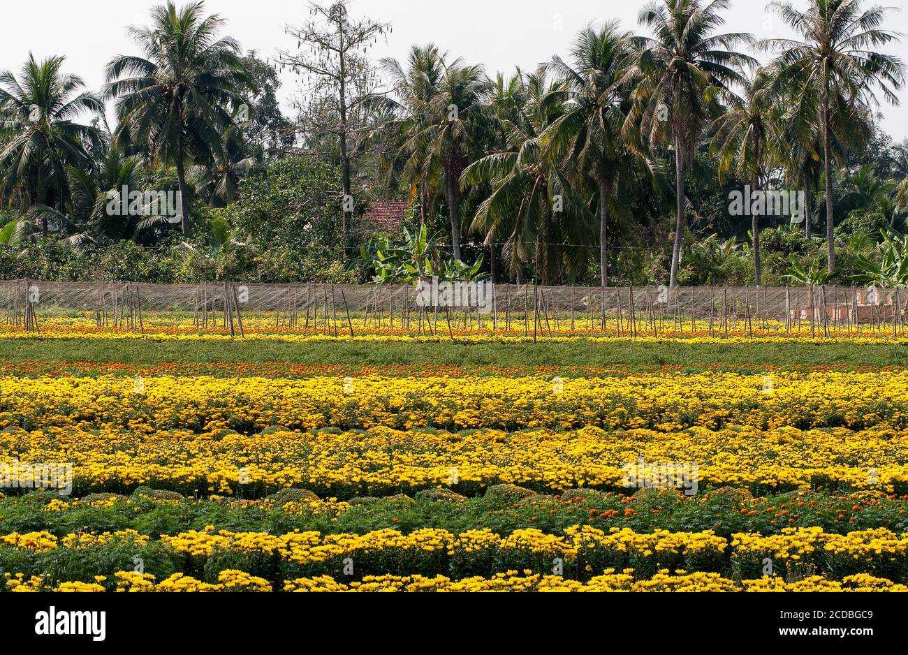 Terraced rice field inside fog and morning ray in Mu Cang Chai Vietnam ...