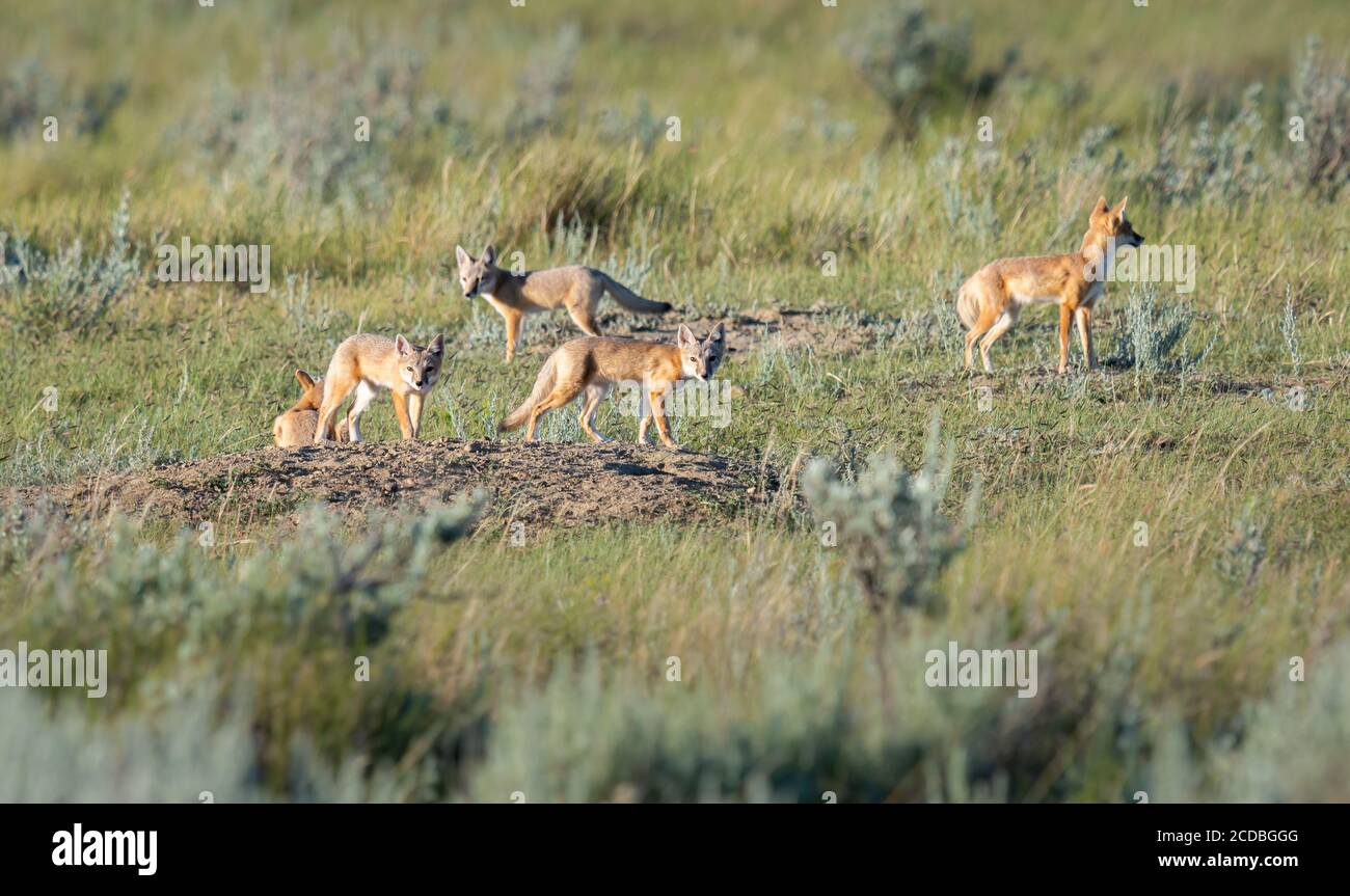 Swift fox kits in the Canadian wilderness Stock Photo - Alamy
