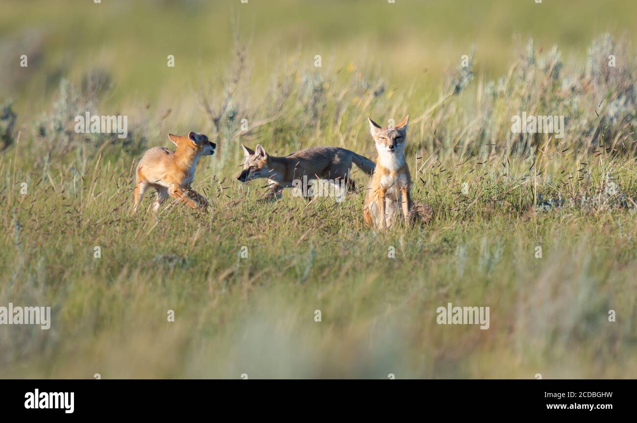 Swift fox kits in hi-res stock photography and images - Alamy