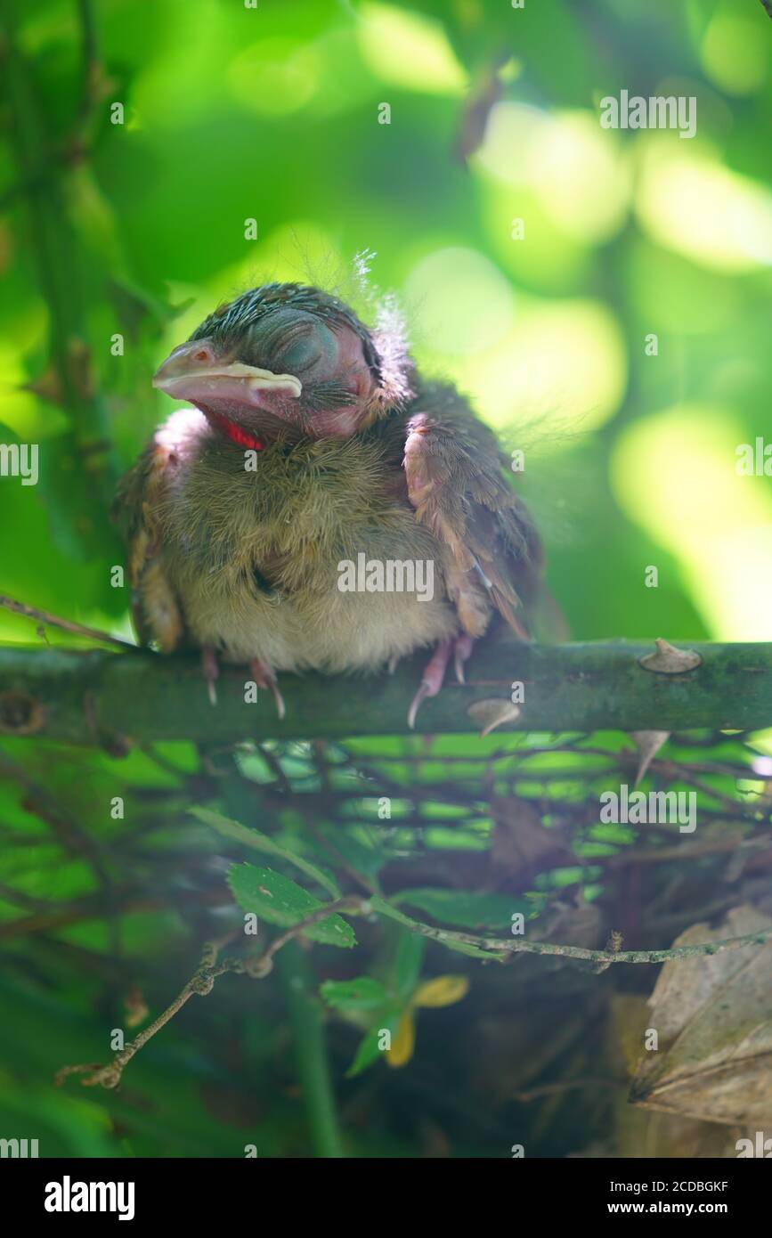 A fledgling Northern Cardinal chick bird standing by the nest Stock ...