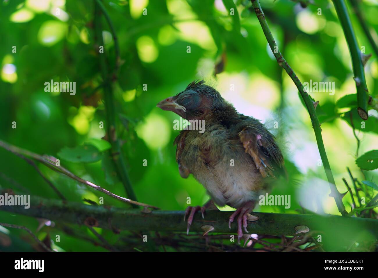 Bird cardinal fledgling hi-res stock photography and images - Alamy
