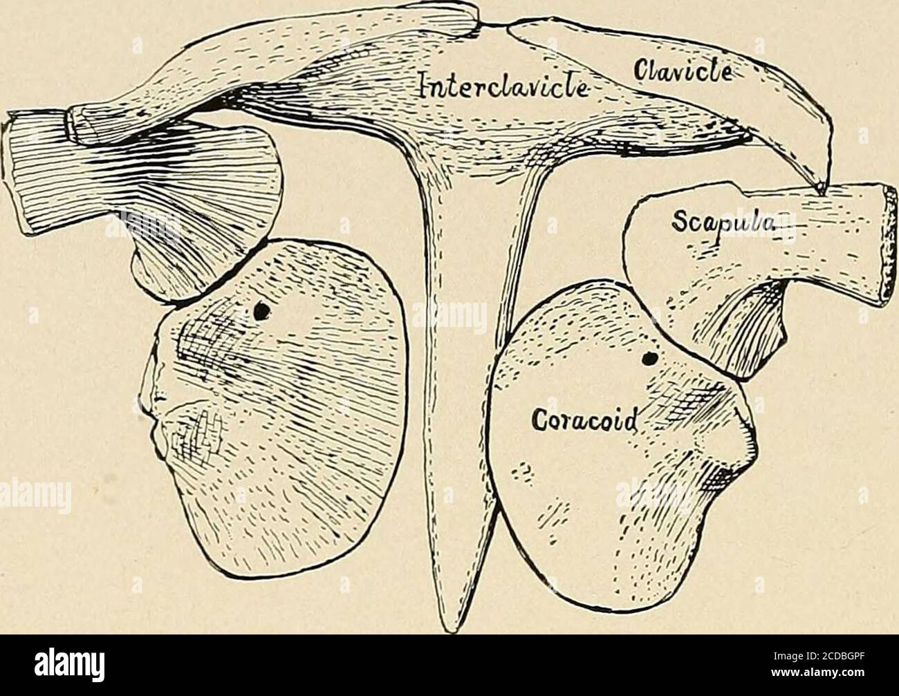 . Water reptiles of the past and present . Fig. 89.—Champsosaurus ...