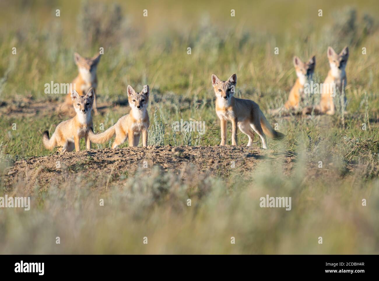 Swift fox endangered hi-res stock photography and images - Alamy