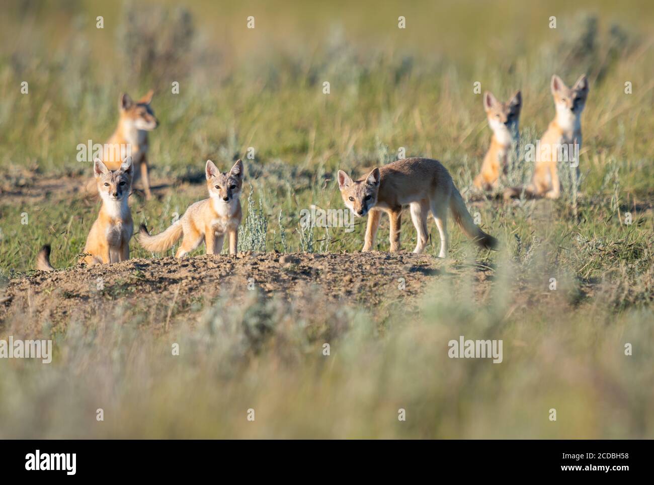 Swift fox kits in the Canadian wilderness Stock Photo - Alamy