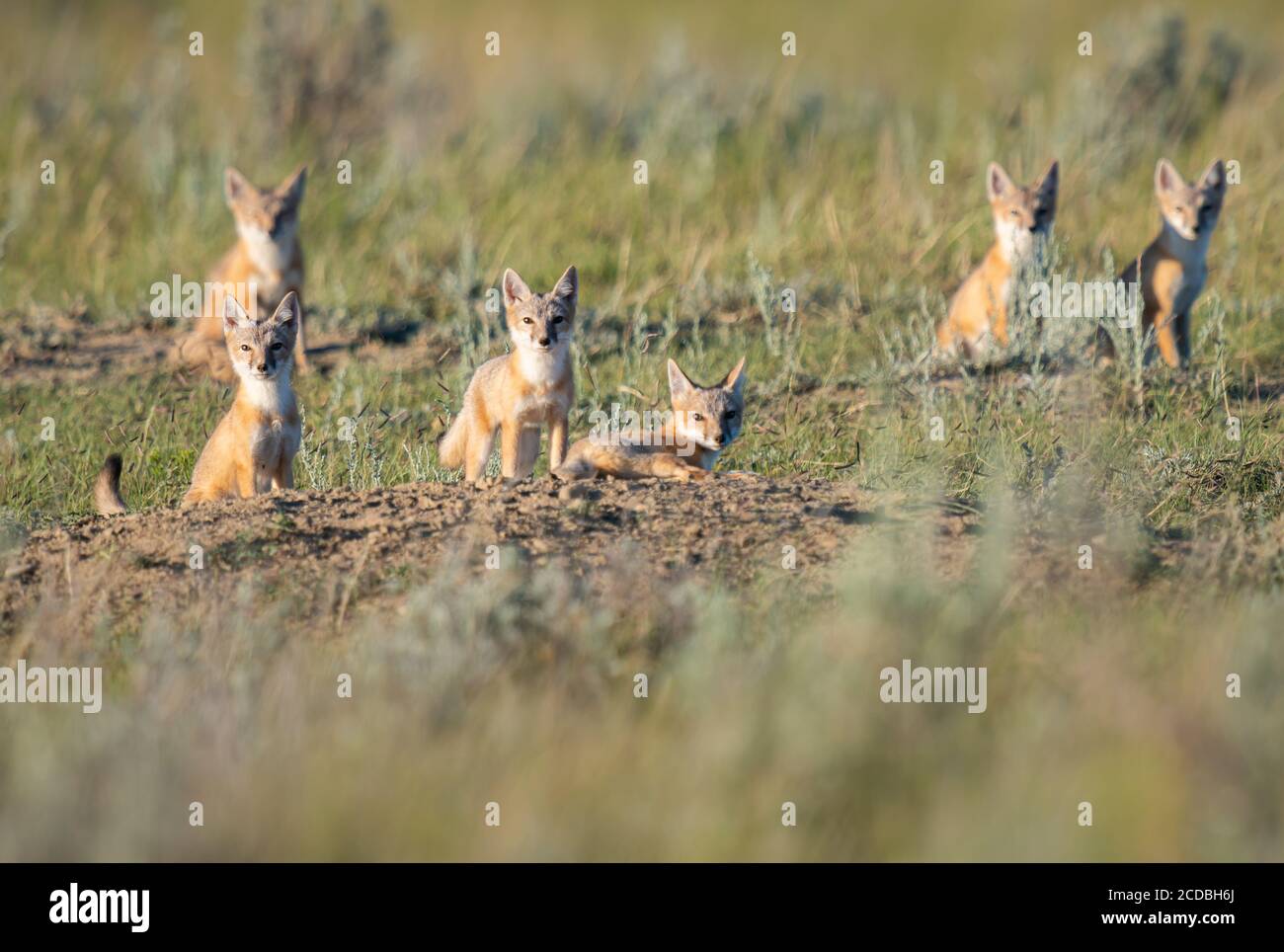 Swift fox kits in the Canadian wilderness Stock Photo - Alamy