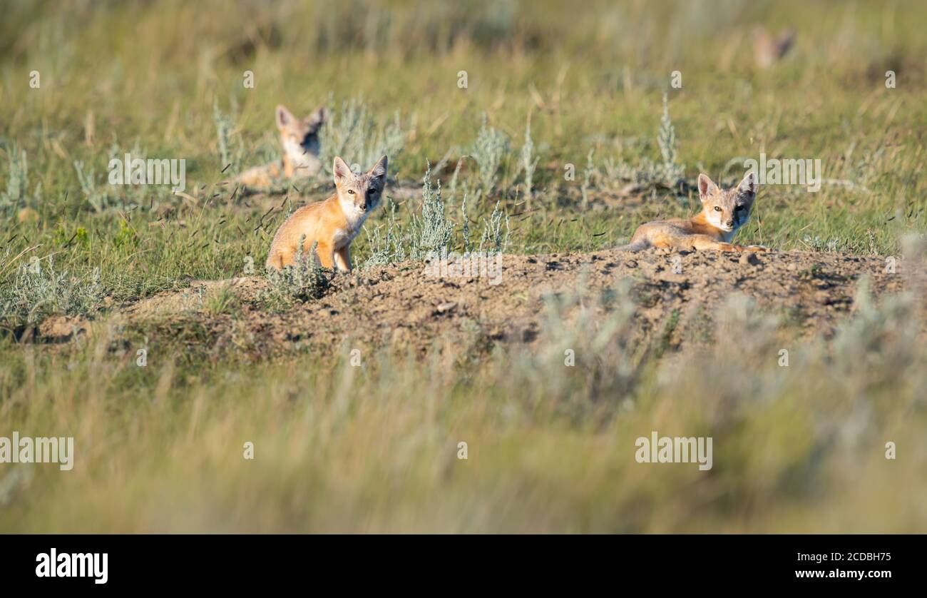 Swift fox kits in hi-res stock photography and images - Alamy