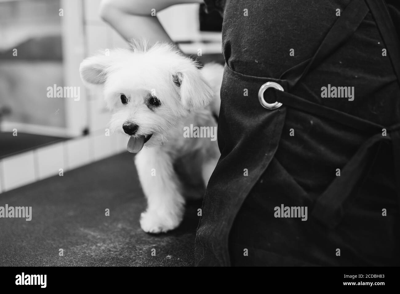 Grooming of dogs and small animals in the grooming salon Stock Photo ...
