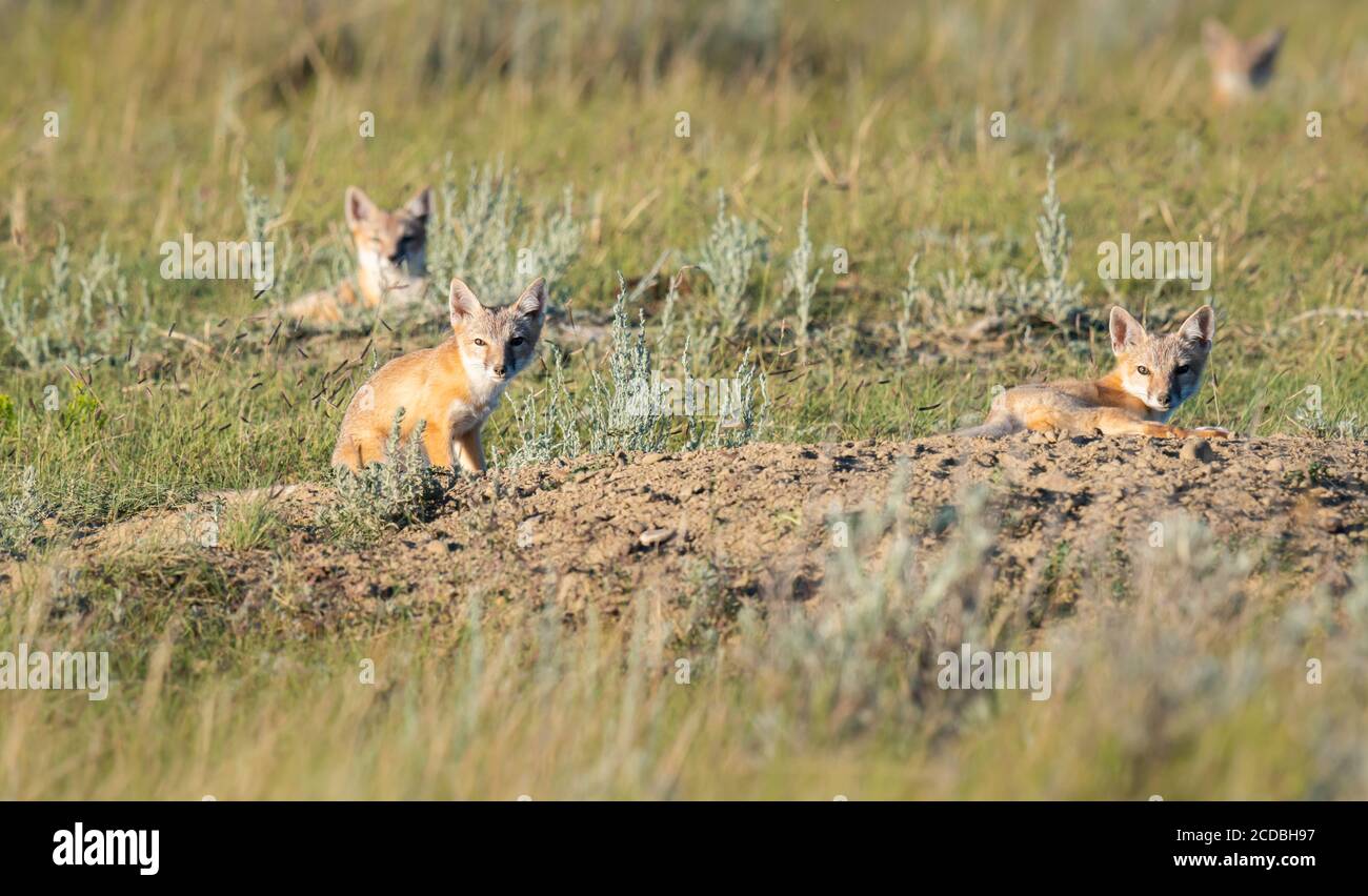 Swift fox kits in the Canadian wilderness Stock Photo - Alamy