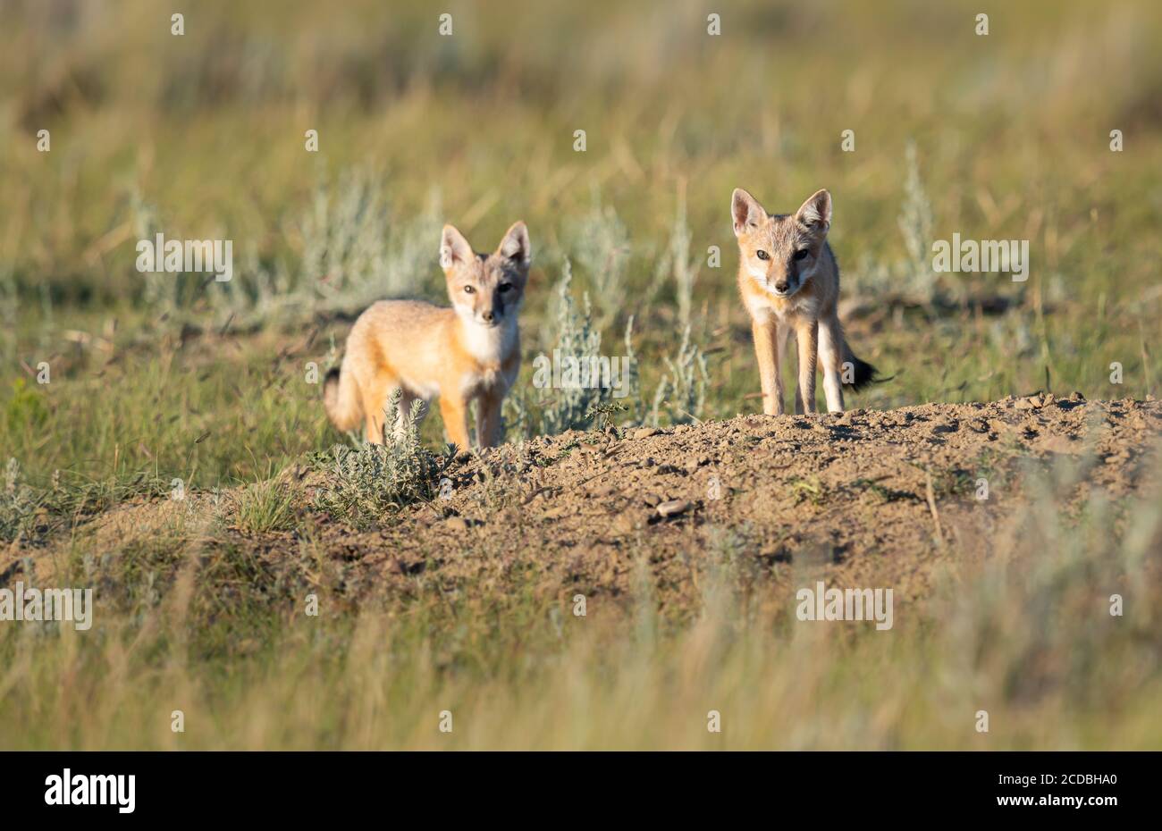 Swift fox kits in the Canadian wilderness Stock Photo - Alamy