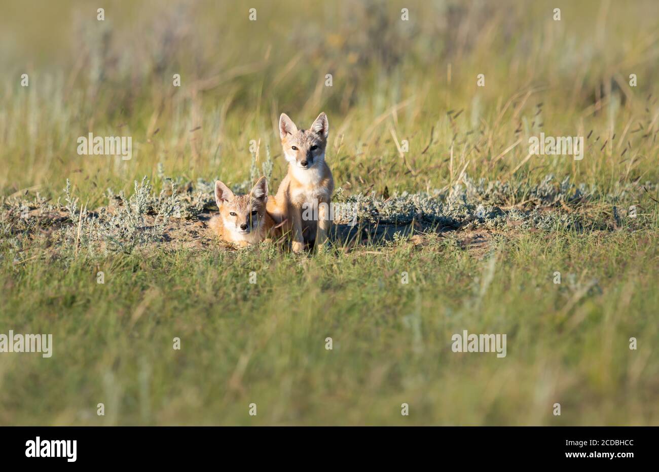 Swift fox kits in the Canadian wilderness Stock Photo - Alamy