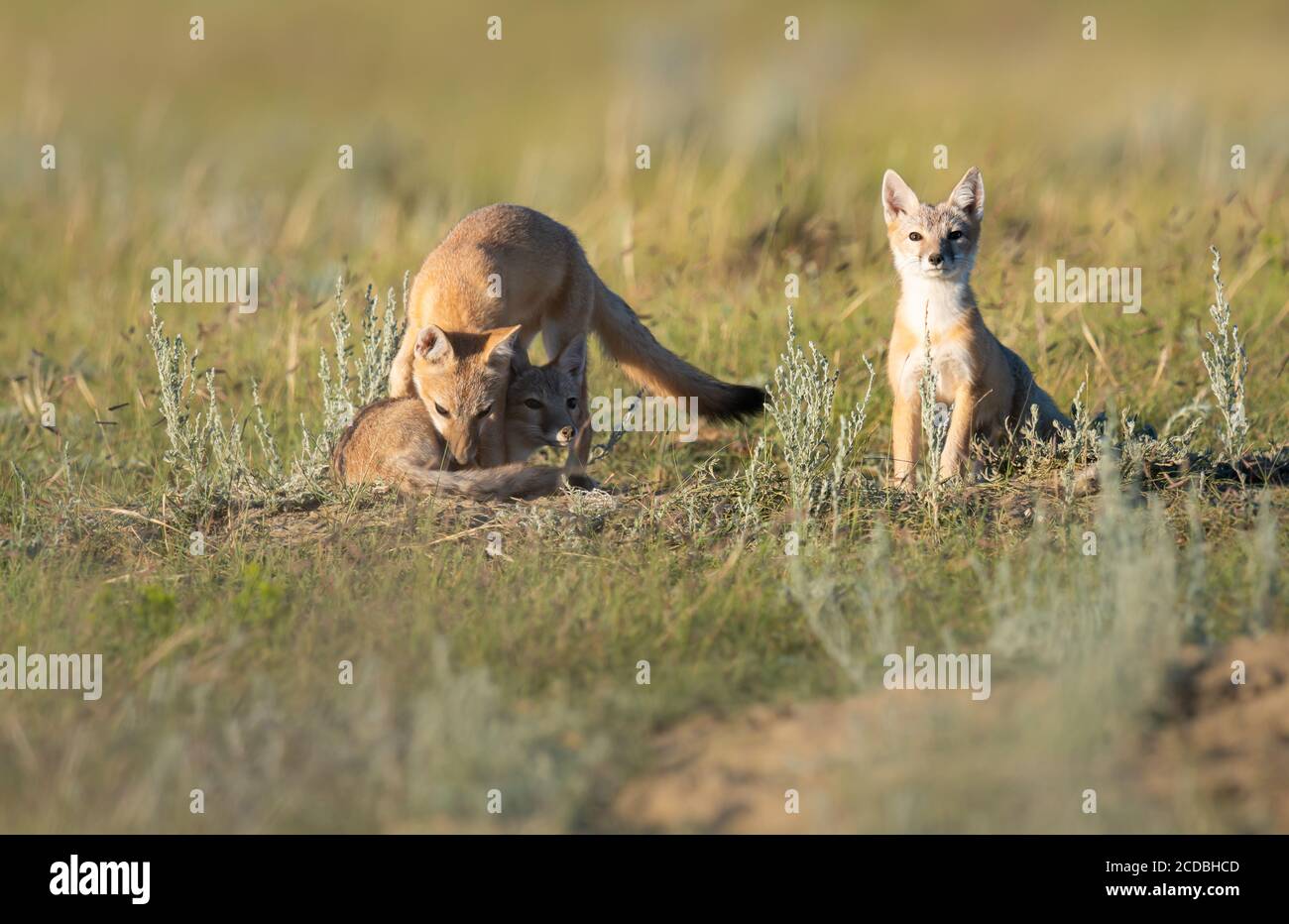 Swift fox kits hi-res stock photography and images - Alamy